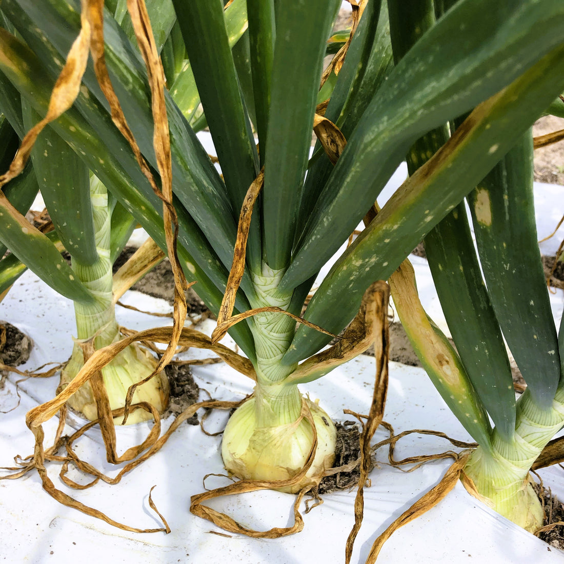 Locally owned, locally grown! – Merck Farms